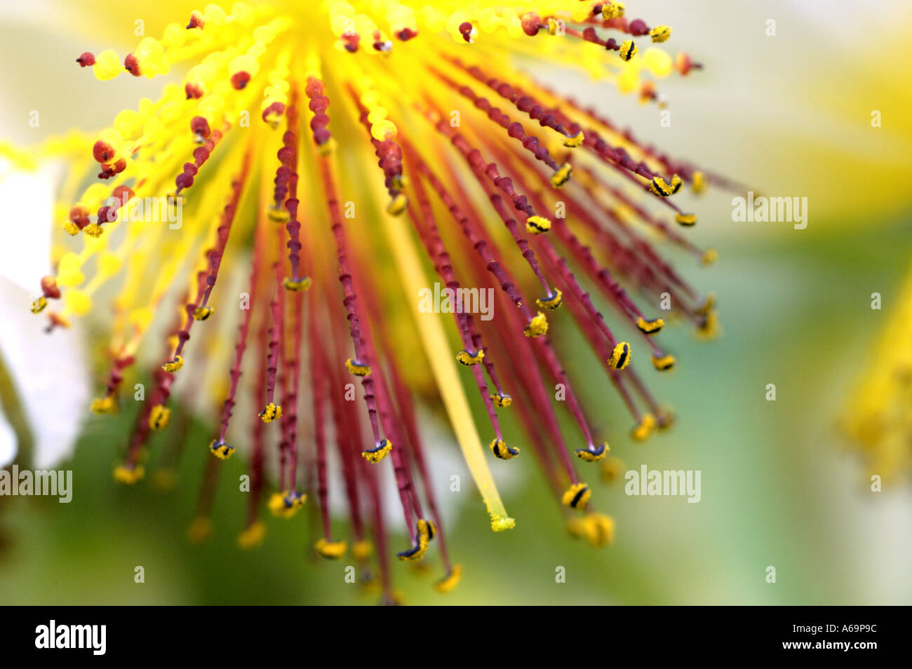 Sparmannia africana Tiliaceae Stock Photo - Alamy