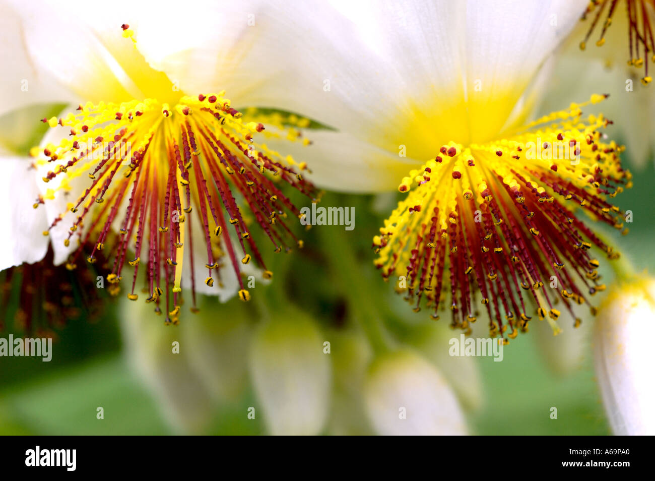 Sparmannia africana Tiliaceae Stock Photo - Alamy