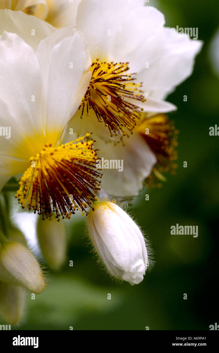 Sparmannia africana Tiliaceae Stock Photo - Alamy