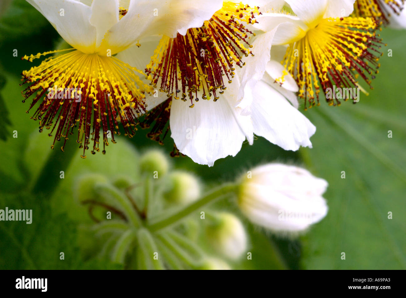 Sparmannia africana Tiliaceae Stock Photo - Alamy