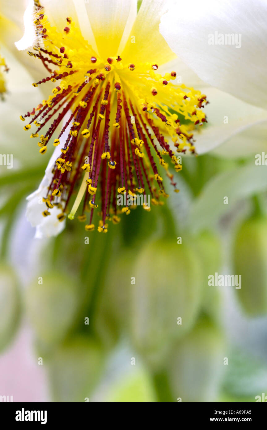 Sparmannia africana Tiliaceae Stock Photo - Alamy