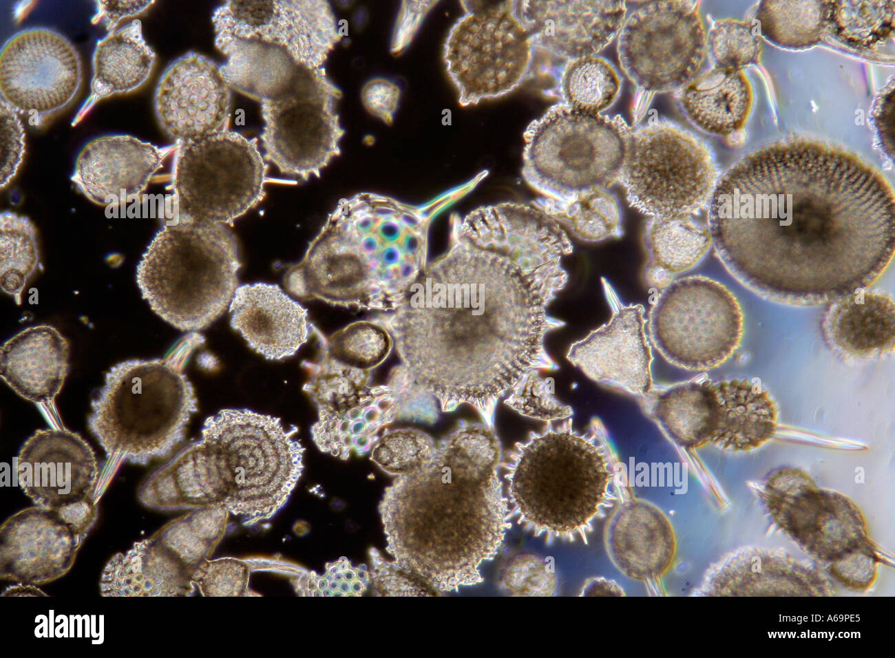 Radiolaria hi-res stock photography and images - Alamy