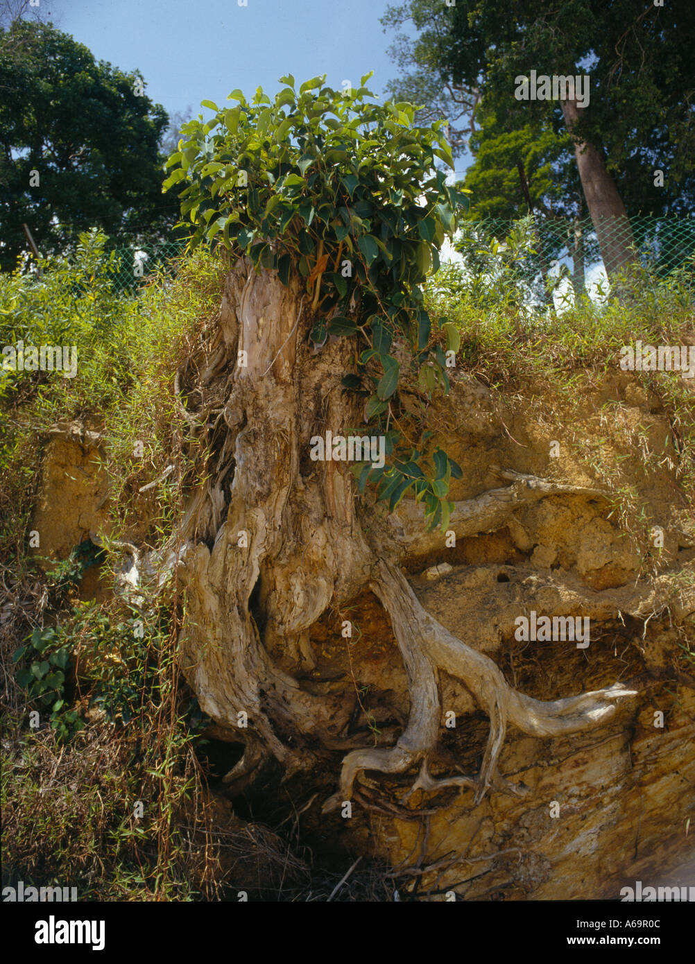 Tropical tree roots Malaysia Stock Photo - Alamy