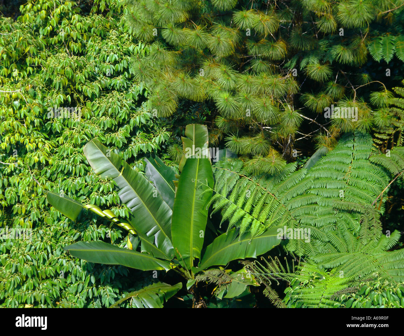 Malaysia tropical rainforest jungle mixed plant species Stock Photo - Alamy