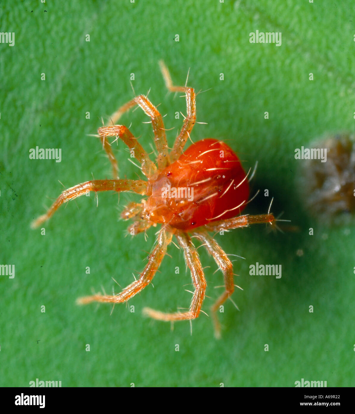 Whirligig mite Anystis baccarum Stock Photo - Alamy
