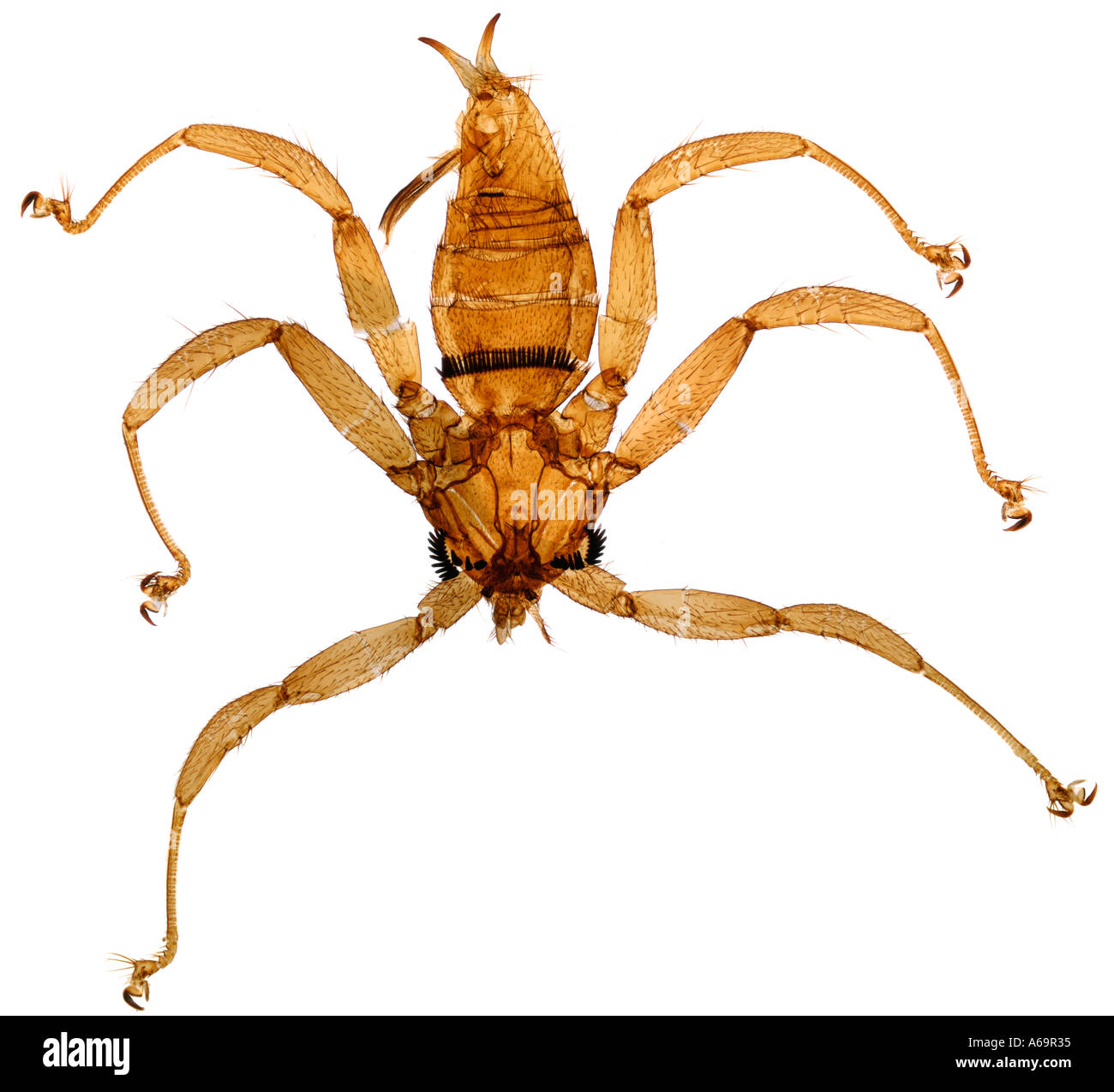 Ecoparasite hi-res stock photography and images - Alamy