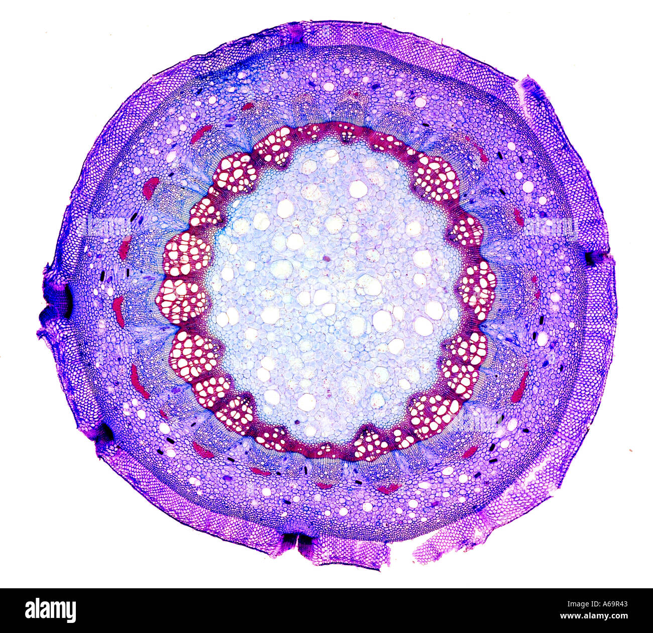 Cross Section Of Dicot Stem