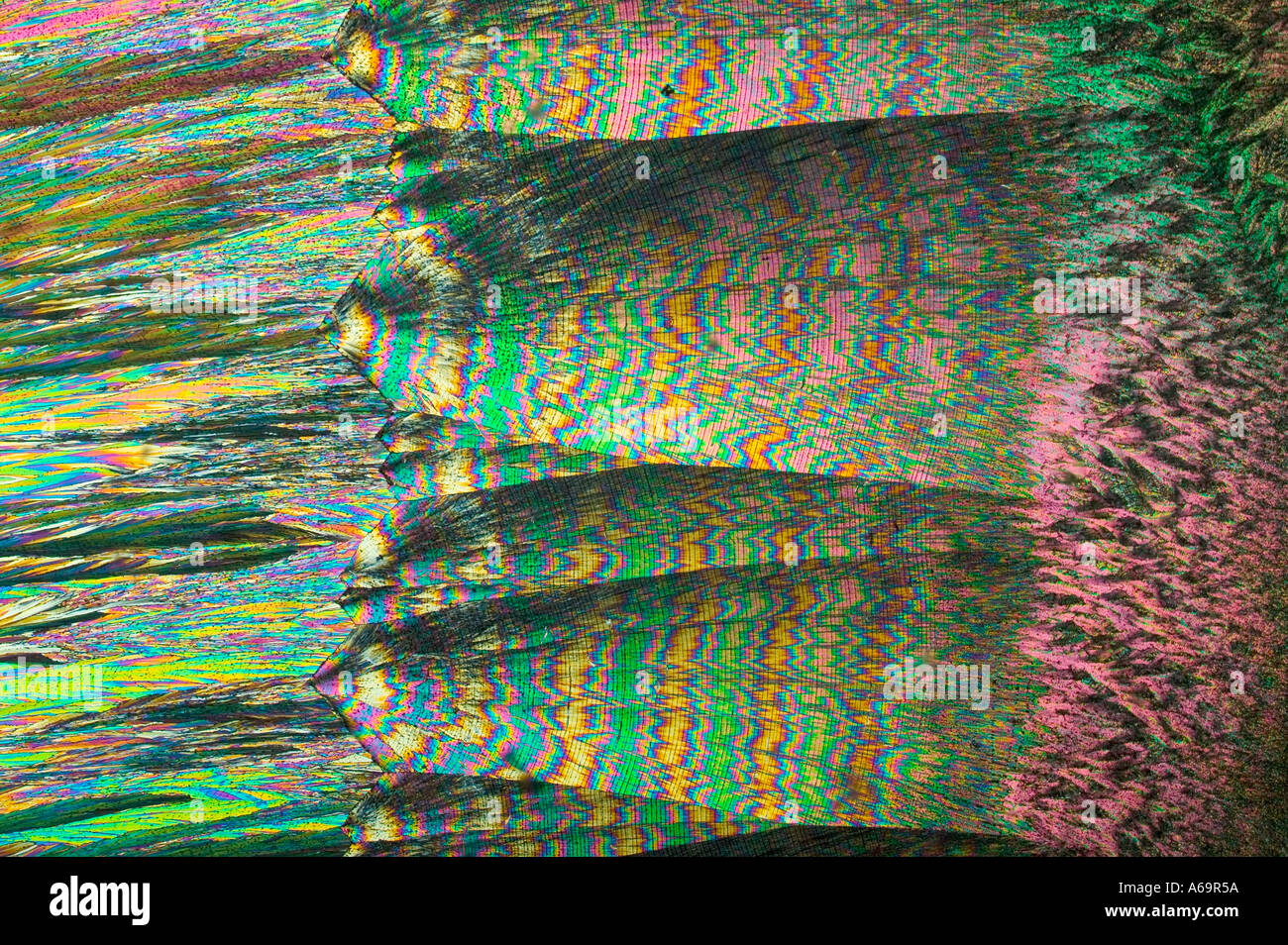 Hippuric acid crystals photomicrograph crossed polarized lighting Stock ...