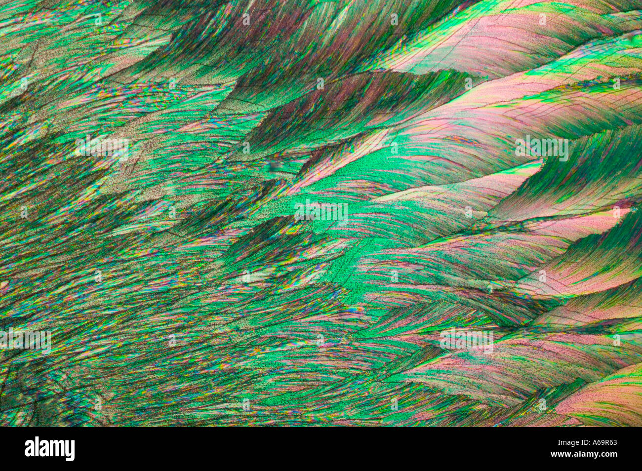 Hippuric acid crystals photomicrograph crossed polarized lighting Stock ...