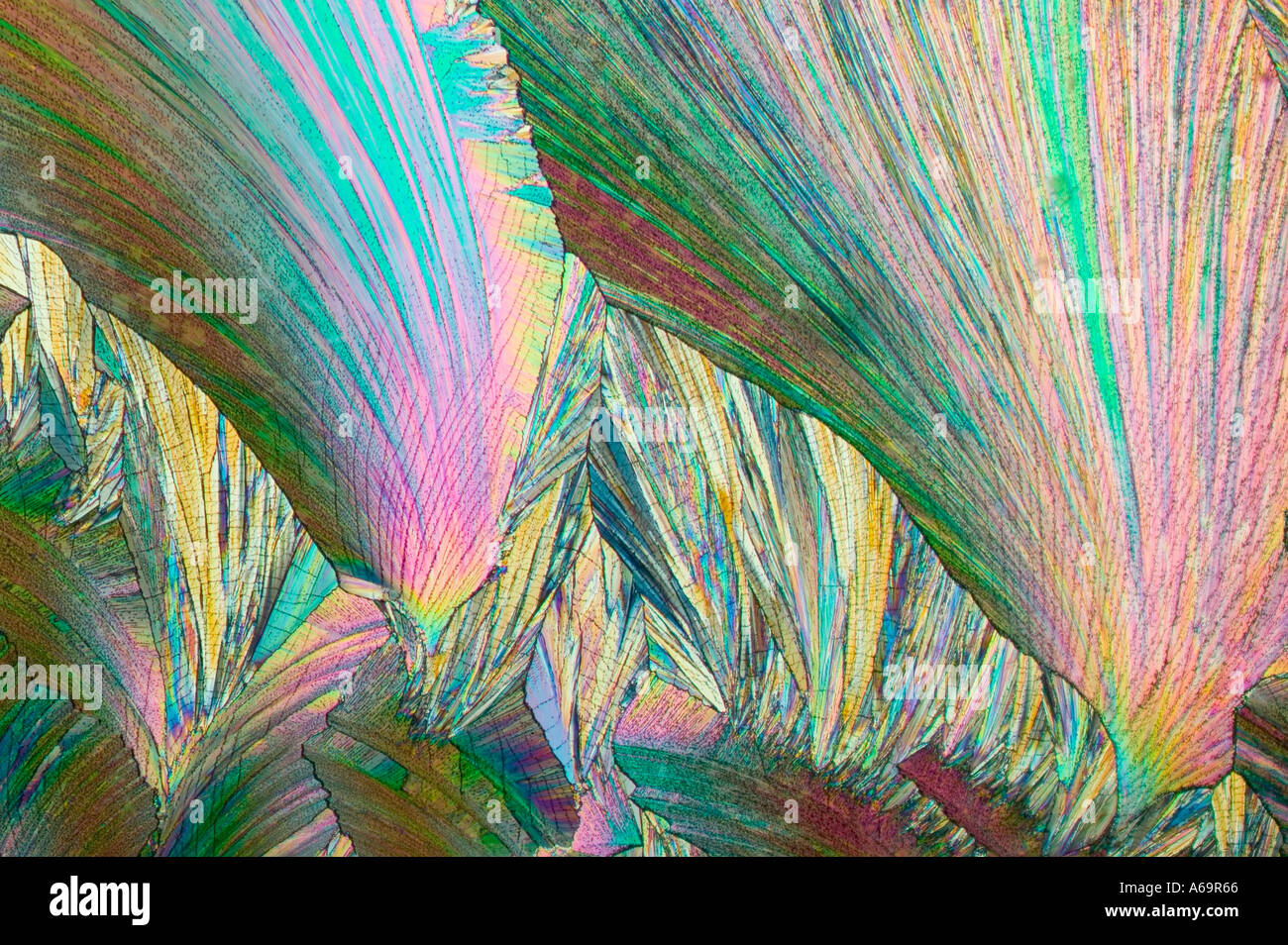 Hippuric acid crystals photomicrograph crossed polarized lighting Stock ...