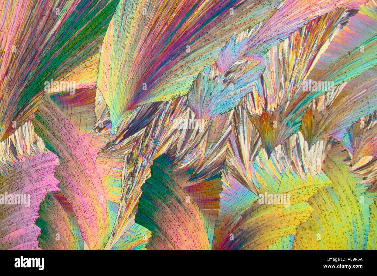 Hippuric acid crystals photomicrograph crossed polarized lighting Stock ...