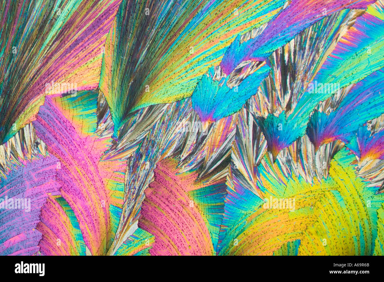 Hippuric acid crystals photomicrograph crossed polarized lighting Stock ...
