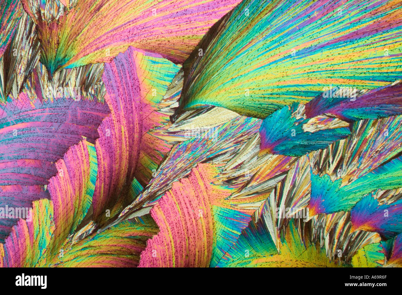 Hippuric acid crystals photomicrograph crossed polarized lighting Stock ...