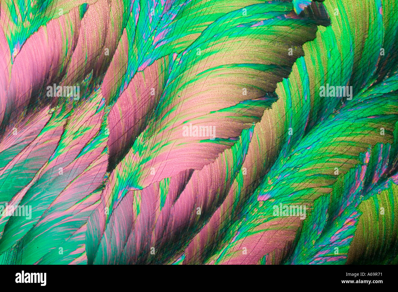 Hippuric acid photomicrograph crossed polarized lighting Stock Photo ...