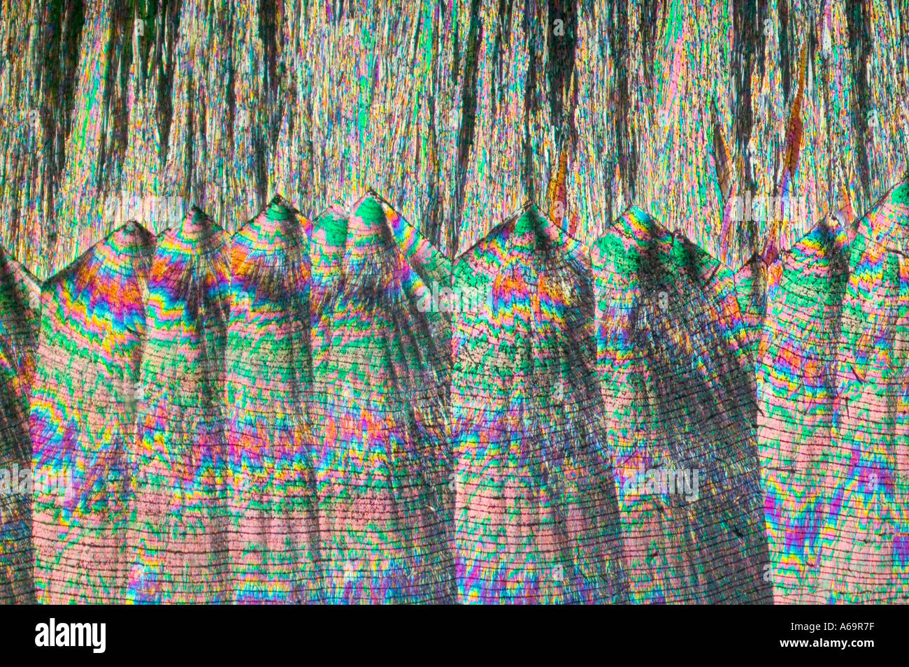 Hippuric acid crystals photomicrograph crossed polarized lighting Stock ...