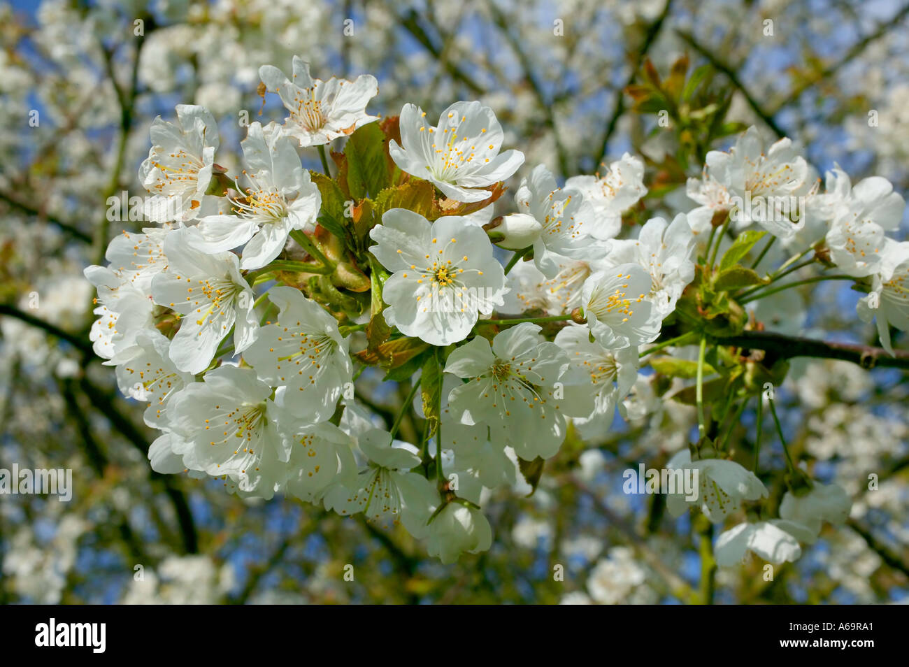 Cherry white blossom Prunus sp Stock Photo - Alamy
