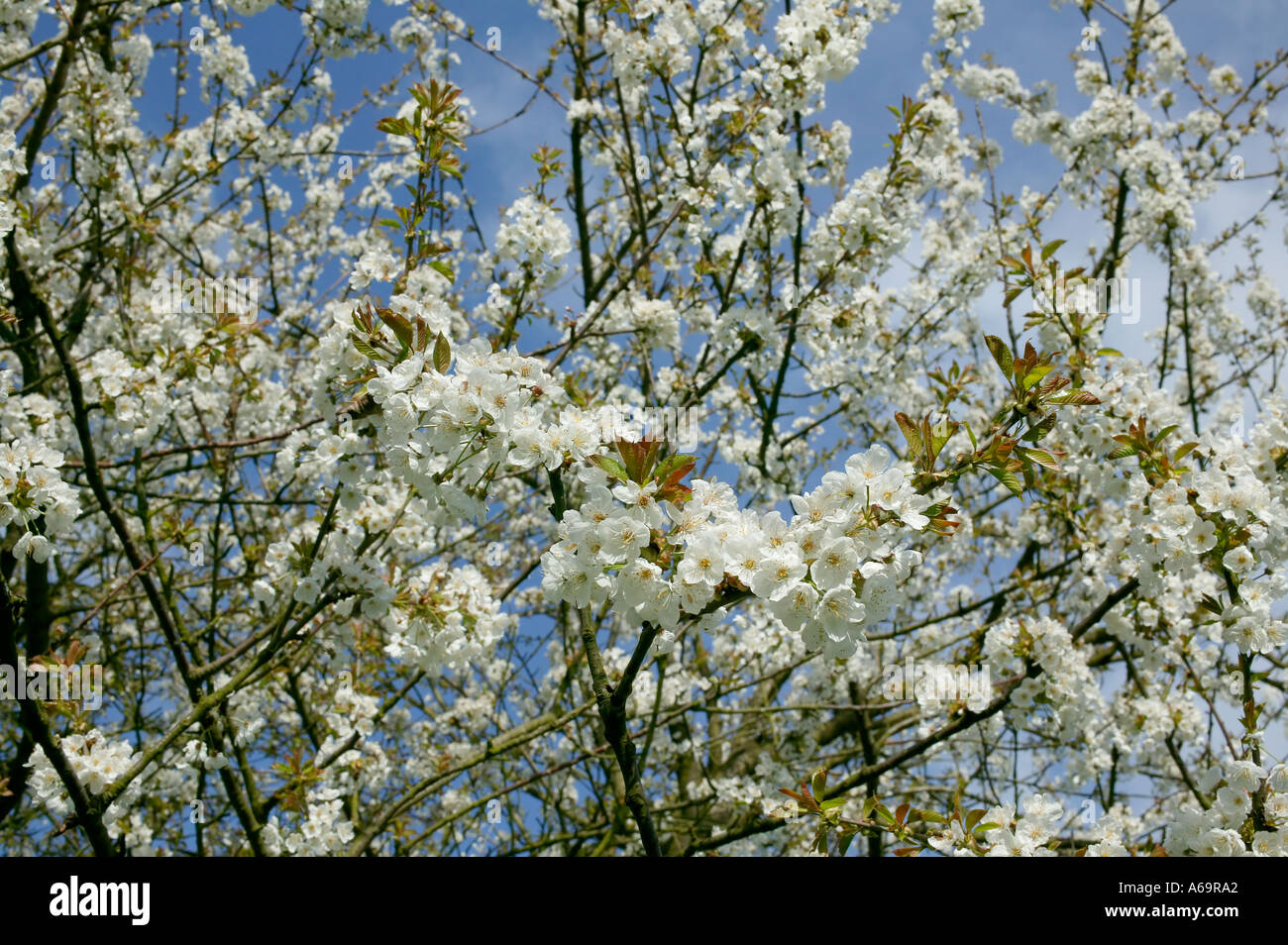 Cherry white blossom Prunus sp Stock Photo - Alamy