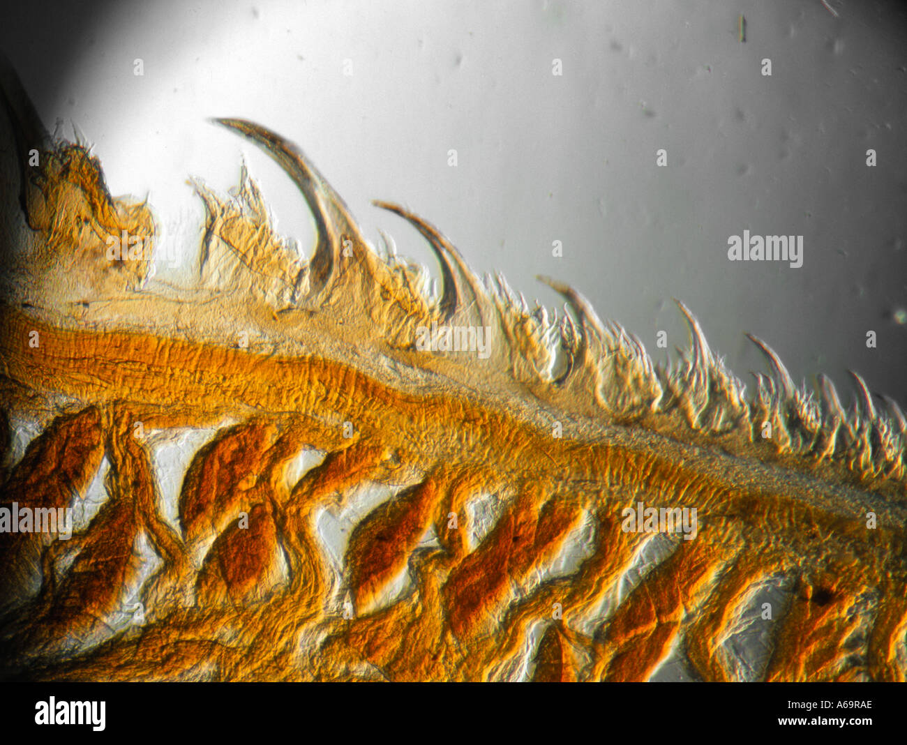 Cat Tongue Microscope