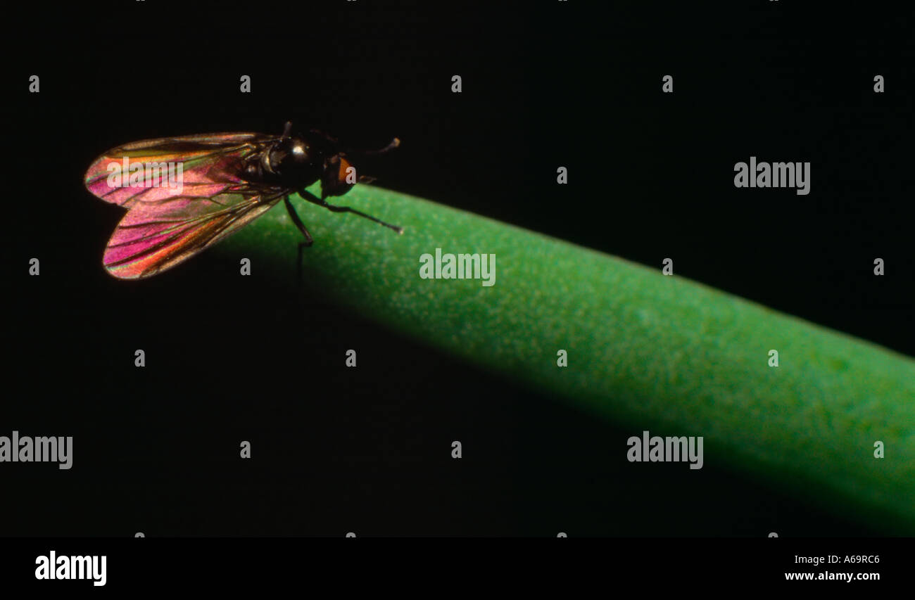 fly wing diffraction patterns catching the light Stock Photo - Alamy
