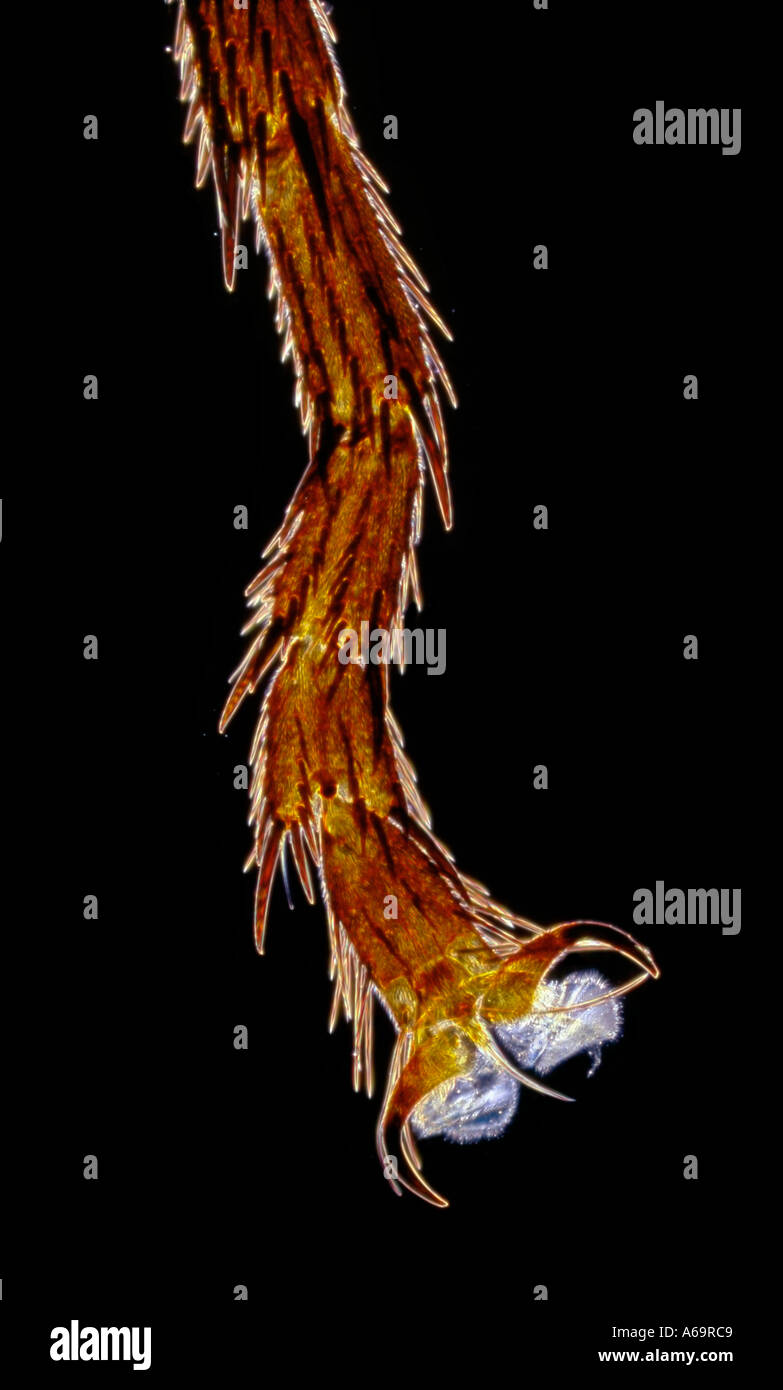 Fly foot photomicrograph black background Stock Photo - Alamy