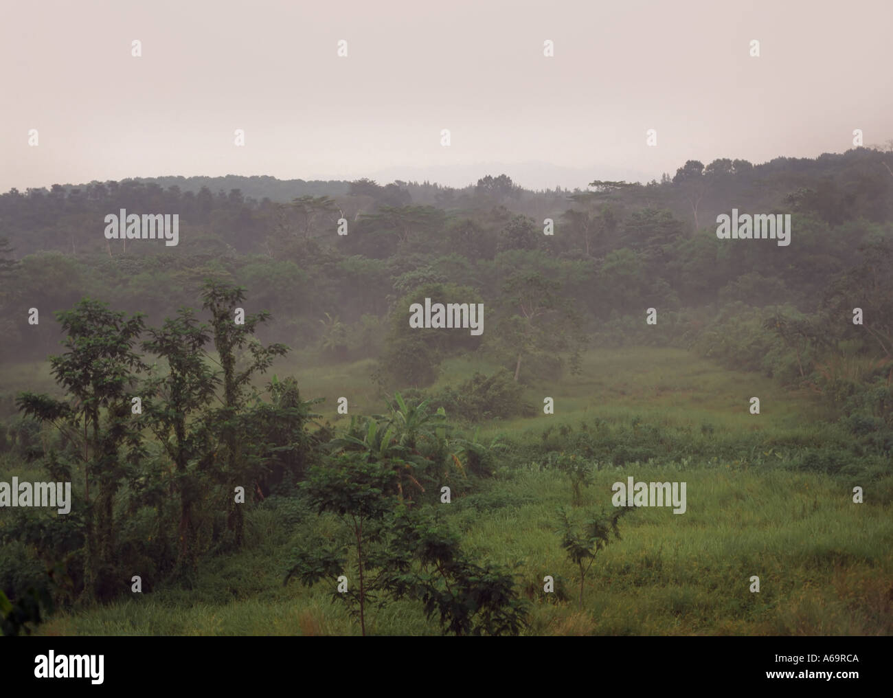 Rainforest margins hi-res stock photography and images - Alamy