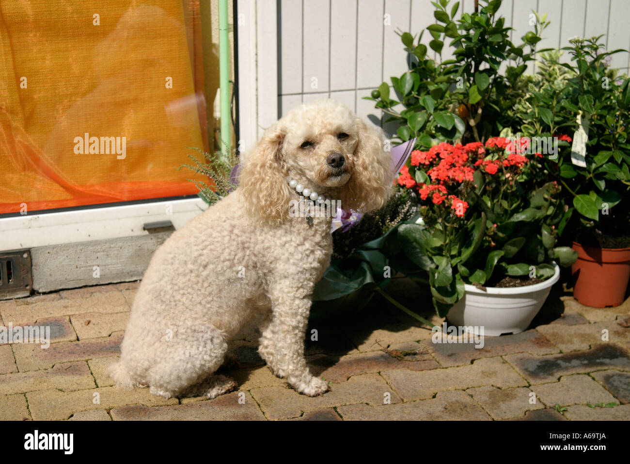 French miniature poodle hi-res stock photography and images - Alamy
