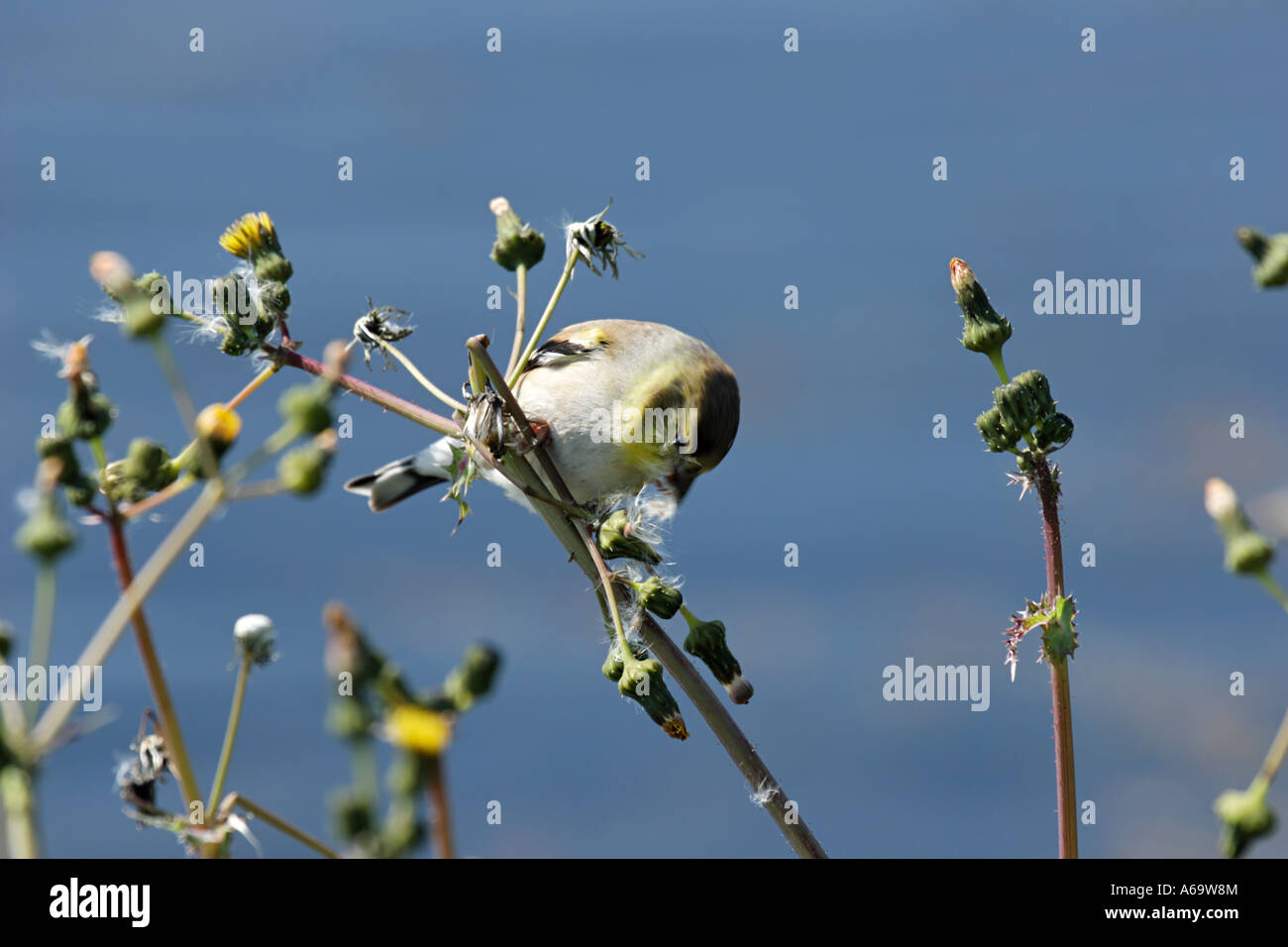Bird on a Weed Stock Photo - Alamy