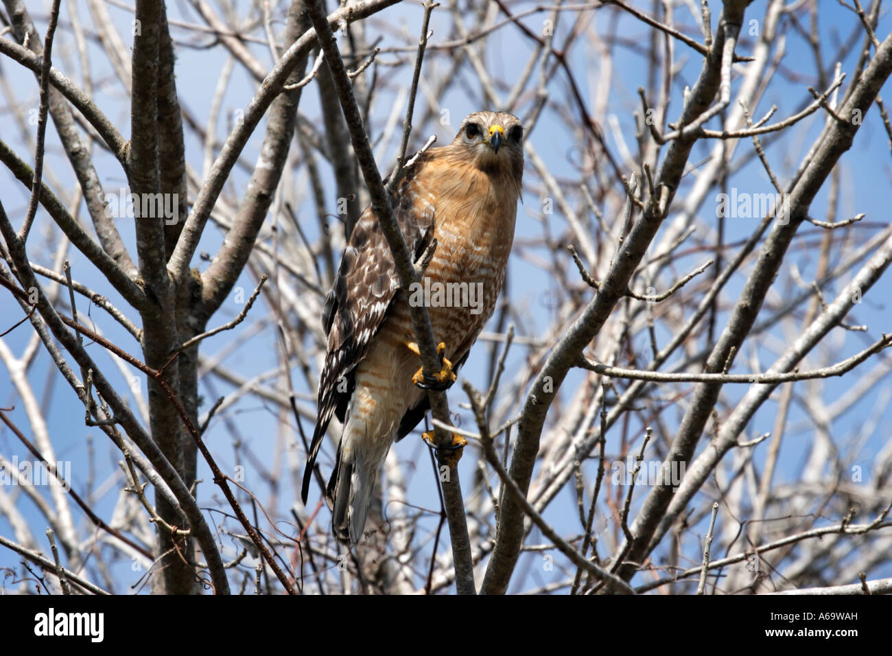 Birds pf prey hi-res stock photography and images - Alamy