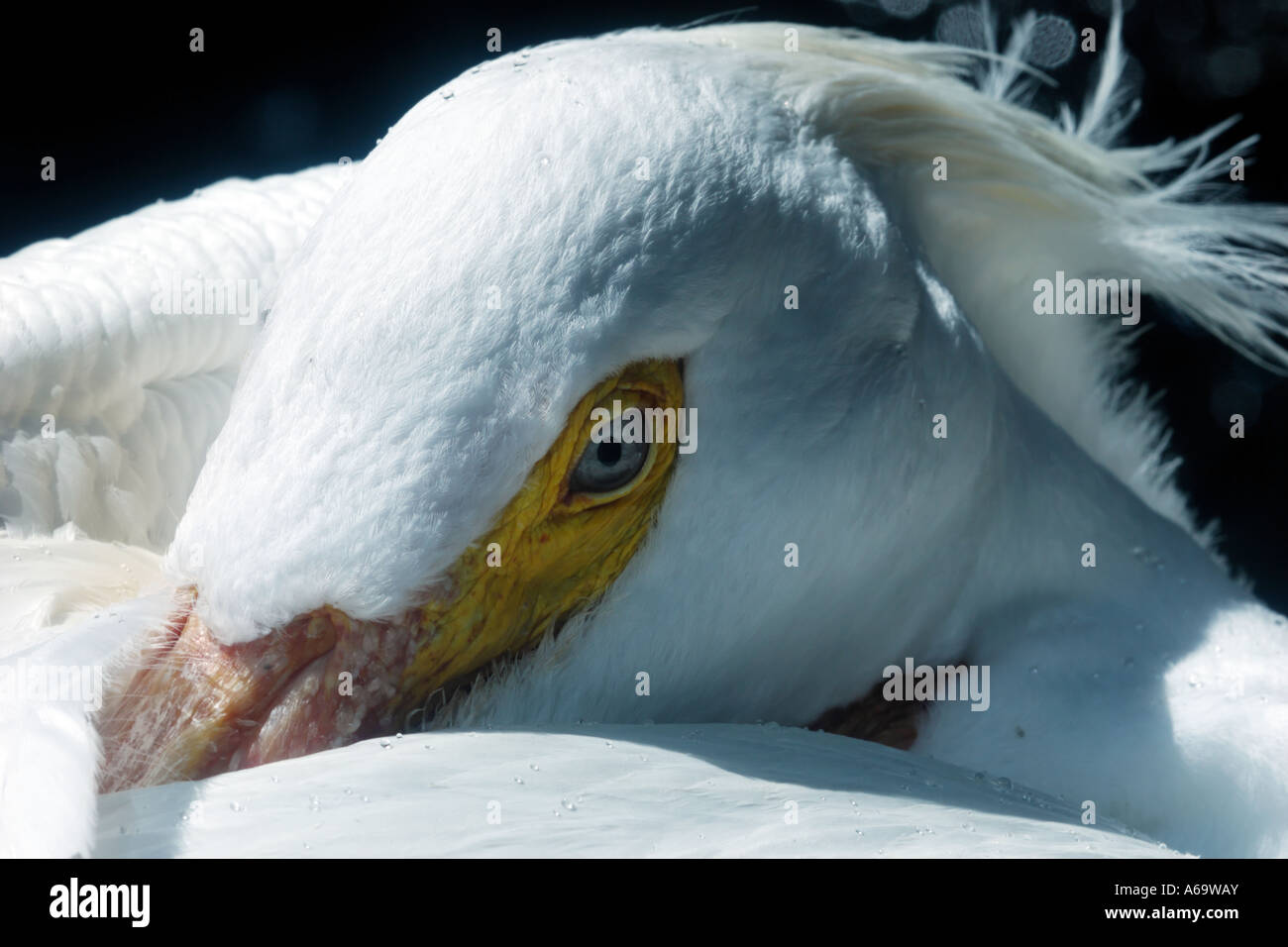 Just let hi-res stock photography and images - Alamy