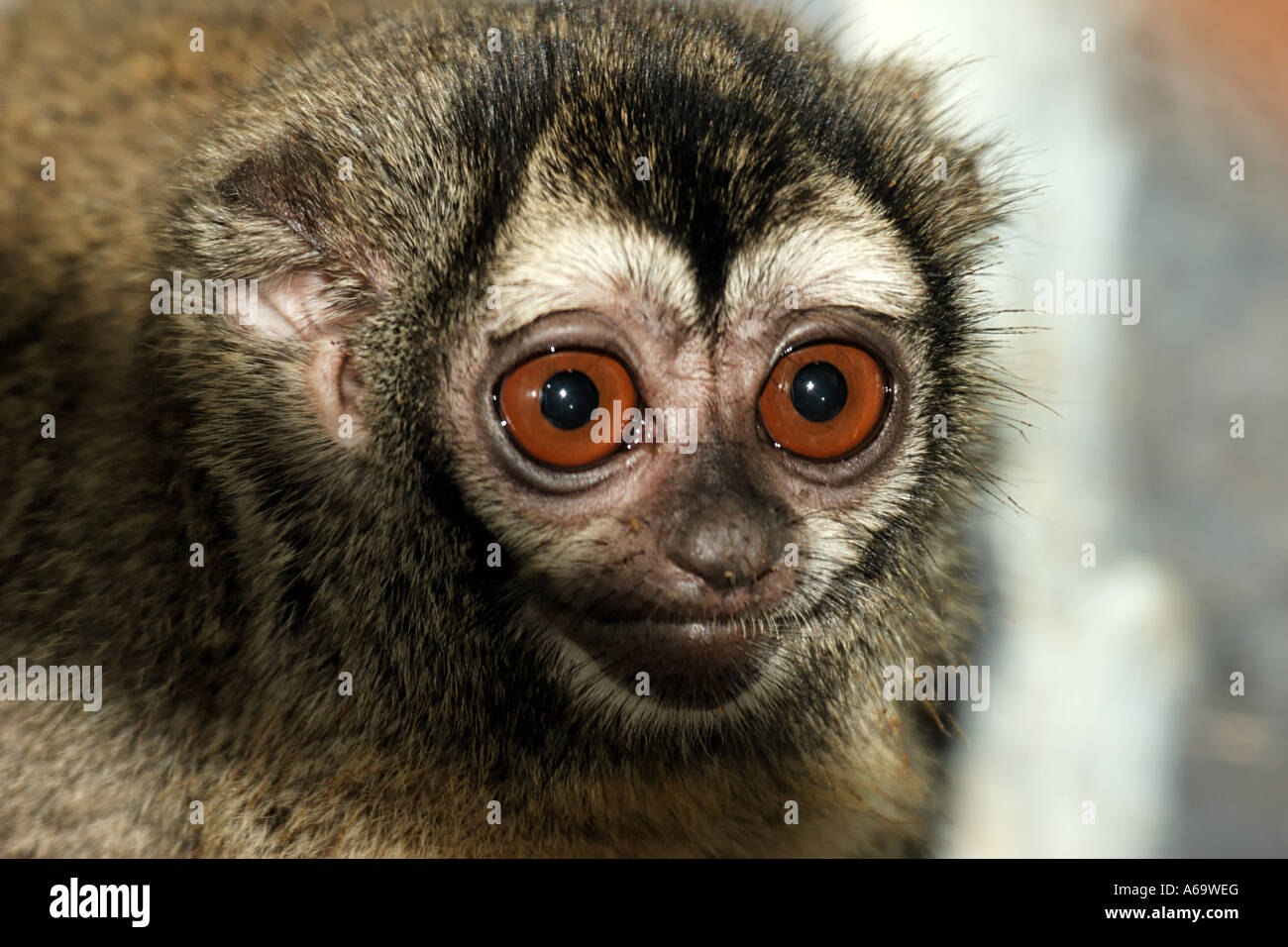 Monkey mammals hi-res stock photography and images - Alamy