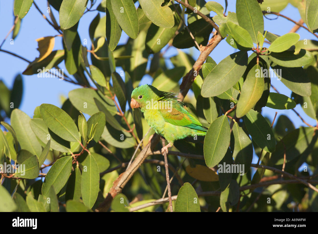 Orange chinned Parakeet Brotogeris jugularis Stock Photo - Alamy