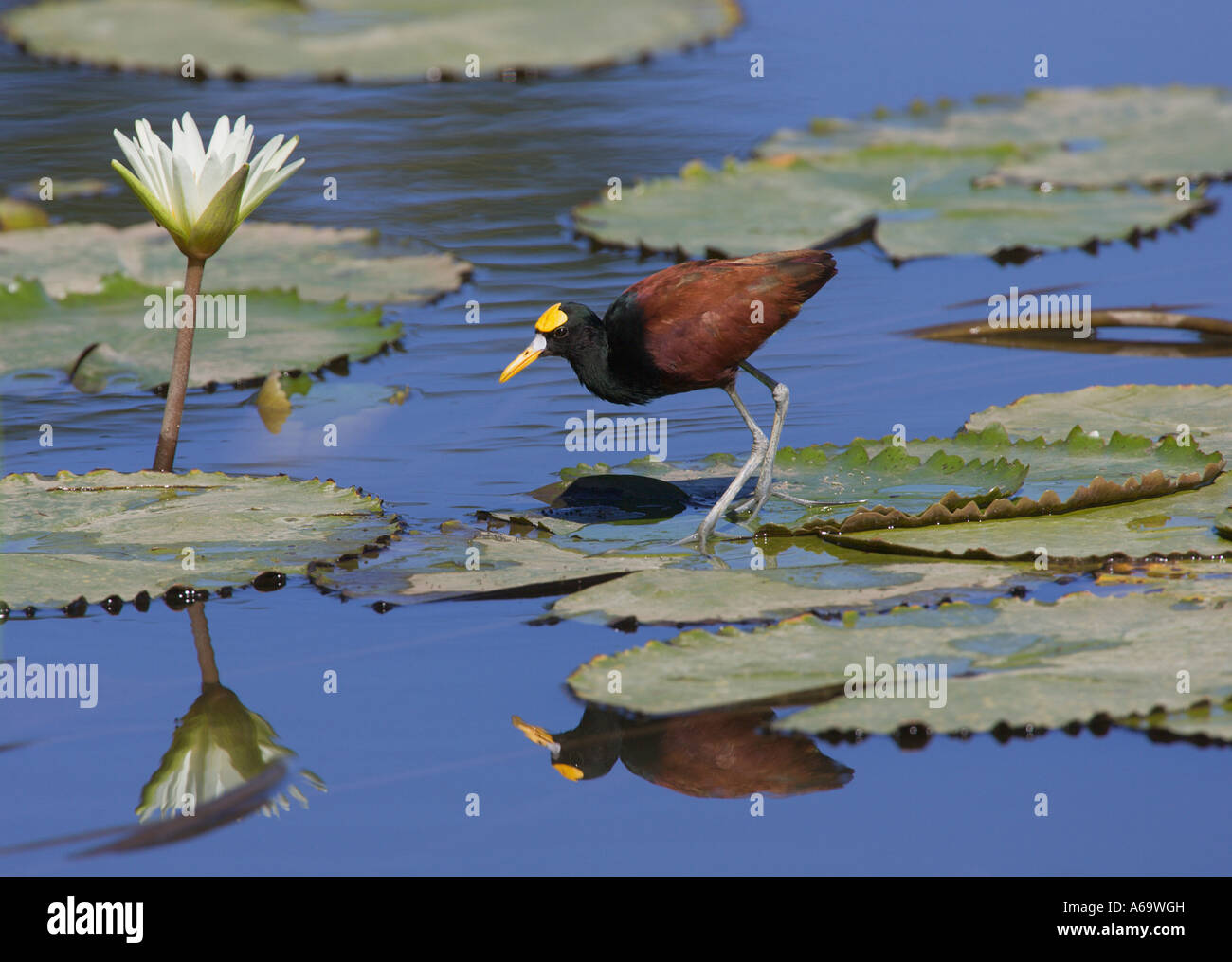 Northern Jacana Jacana spinosa Stock Photo - Alamy
