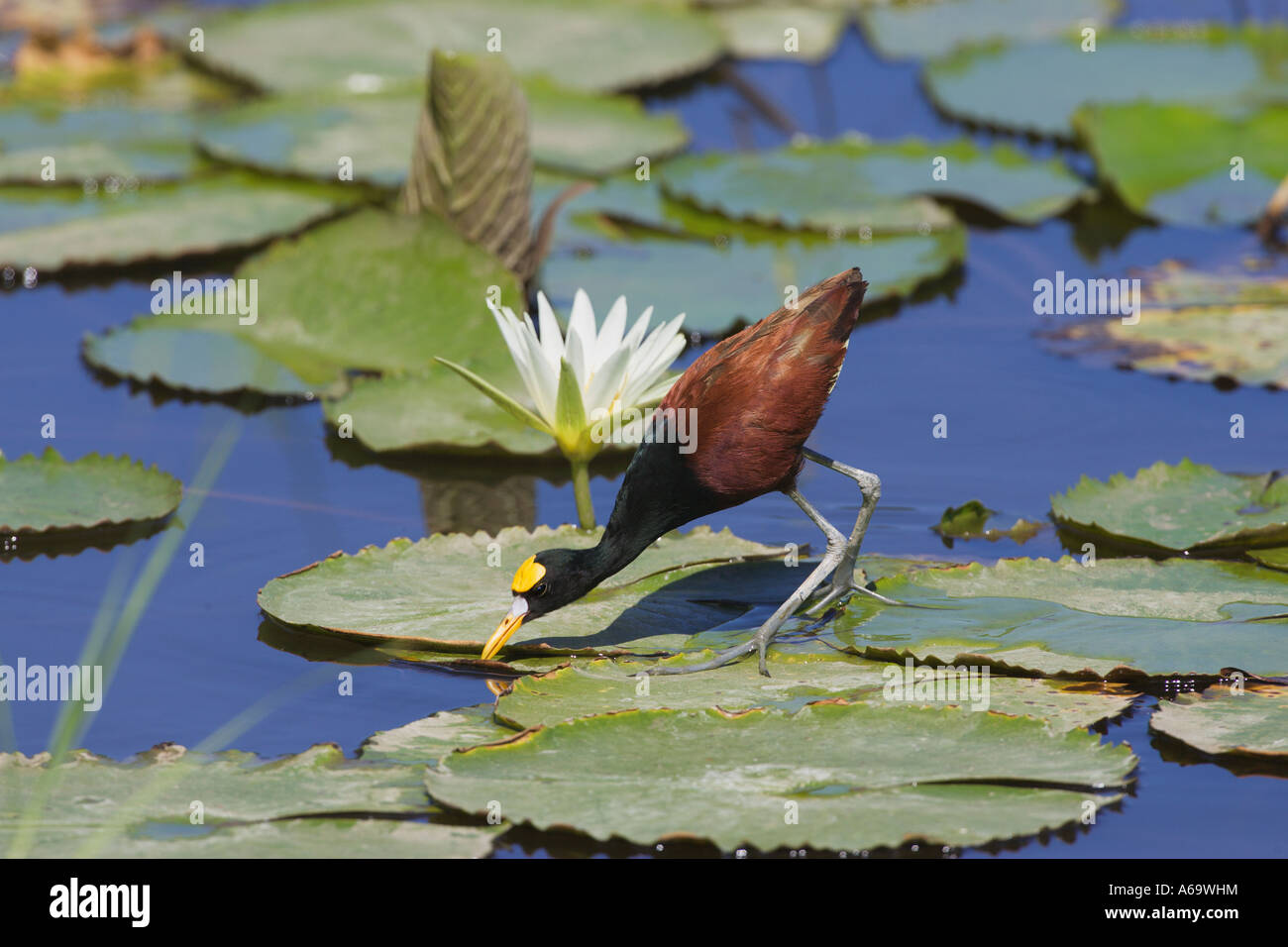 Northern Jacana Jacana spinosa Stock Photo - Alamy