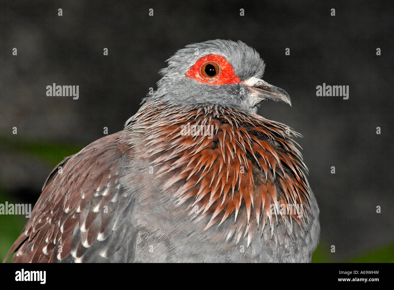 Pidgeon hi-res stock photography and images - Alamy