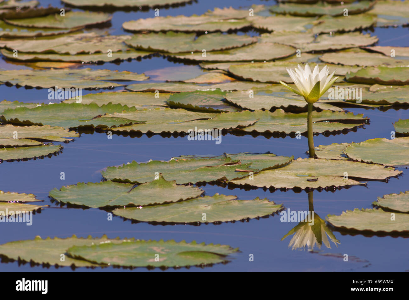 Waterlily flower and leaves Nymphaea spp Costa Rica Stock Photo - Alamy