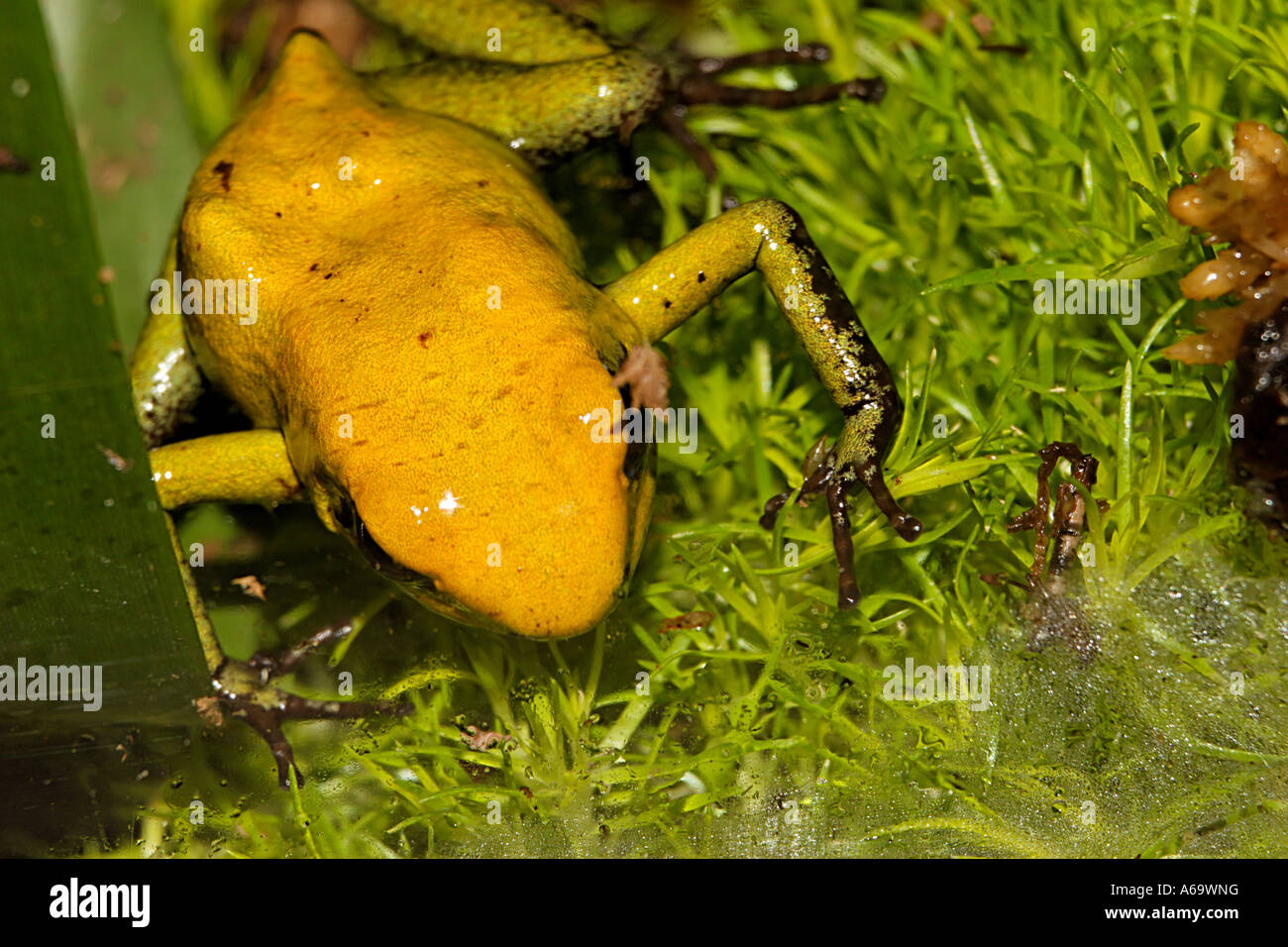 Poisonus frog hi-res stock photography and images - Alamy