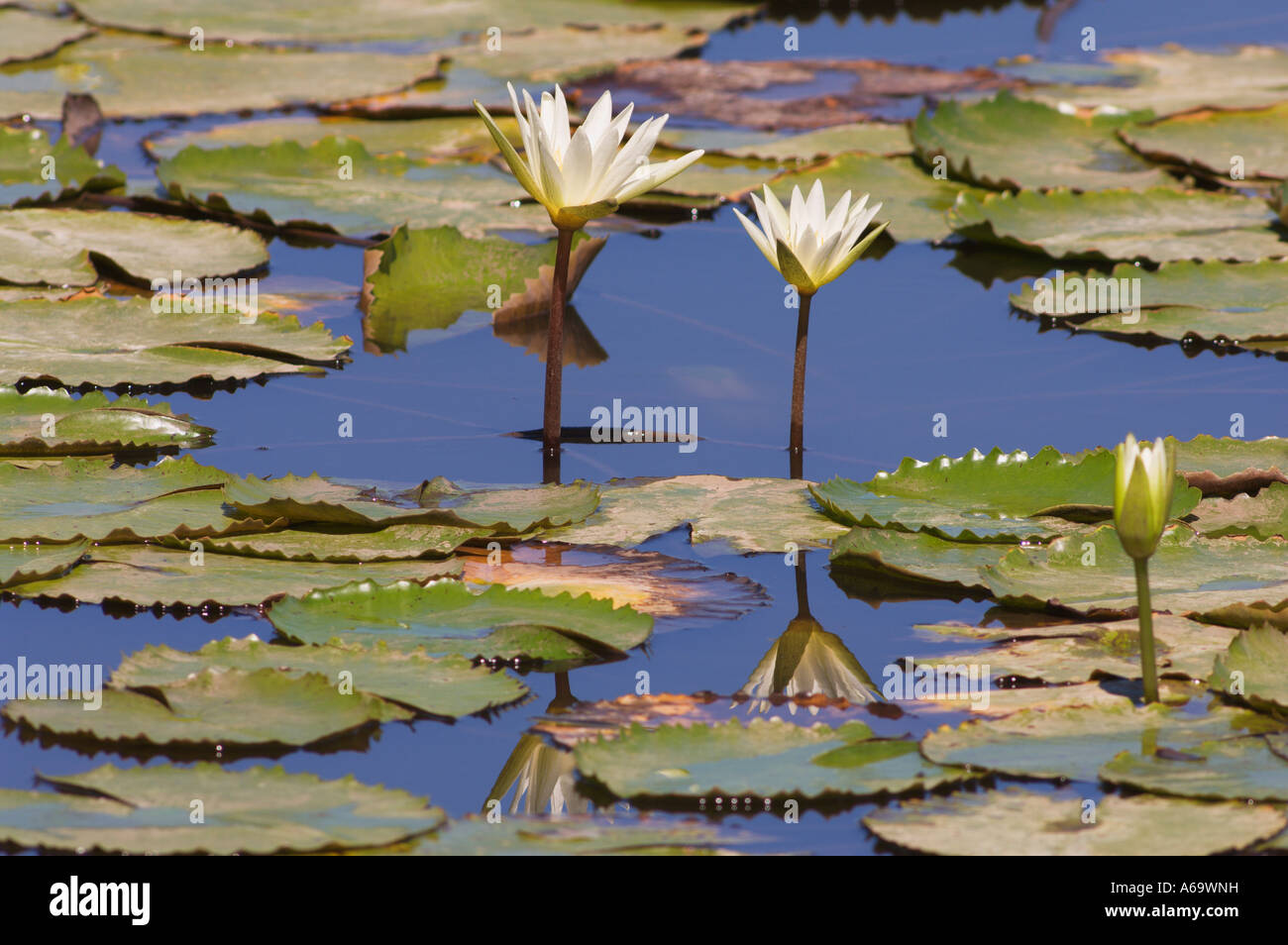 Waterlily flowers and leaves Nymphaea spp Costa Rica Stock Photo - Alamy