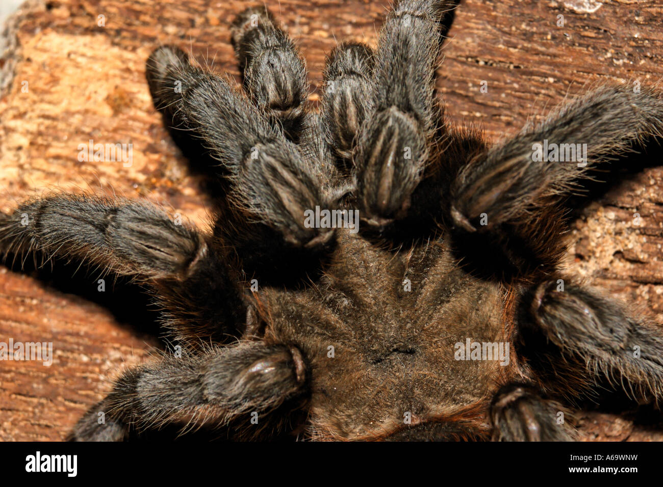Trantula hi-res stock photography and images - Alamy