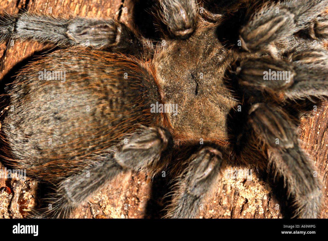 A Giant Trantula Stock Photo - Alamy
