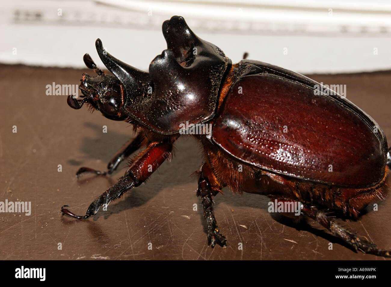 Rhino bugs hi-res stock photography and images - Alamy