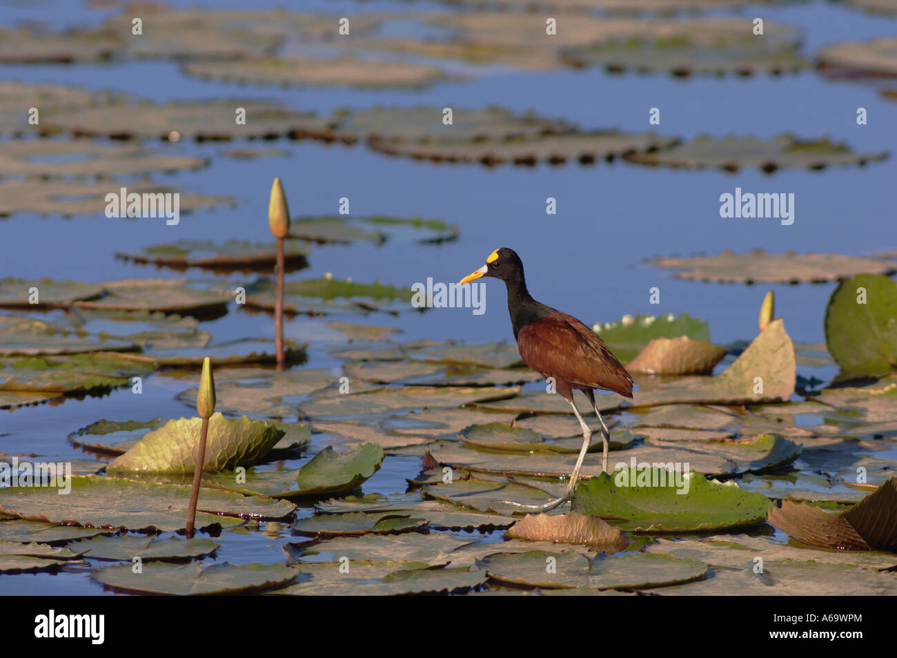 Jacana feet hi-res stock photography and images - Alamy