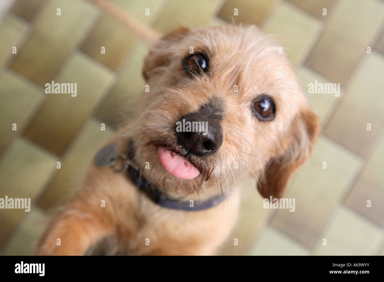 nice funny little dog Stock Photo - Alamy