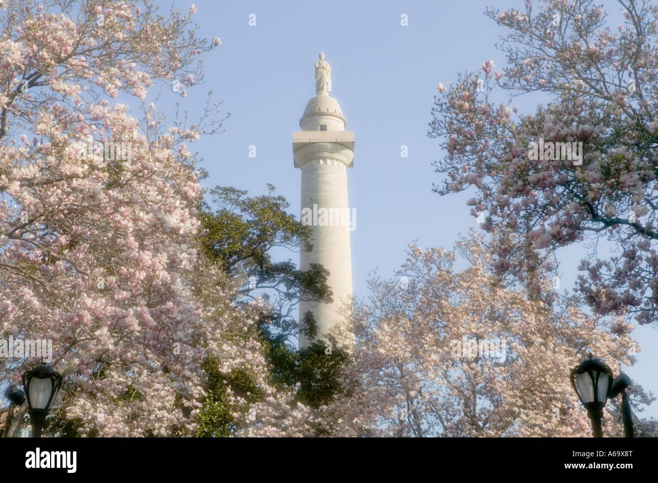 Washington Monument of Baltimore Maryland magnolia flowers bloom ...