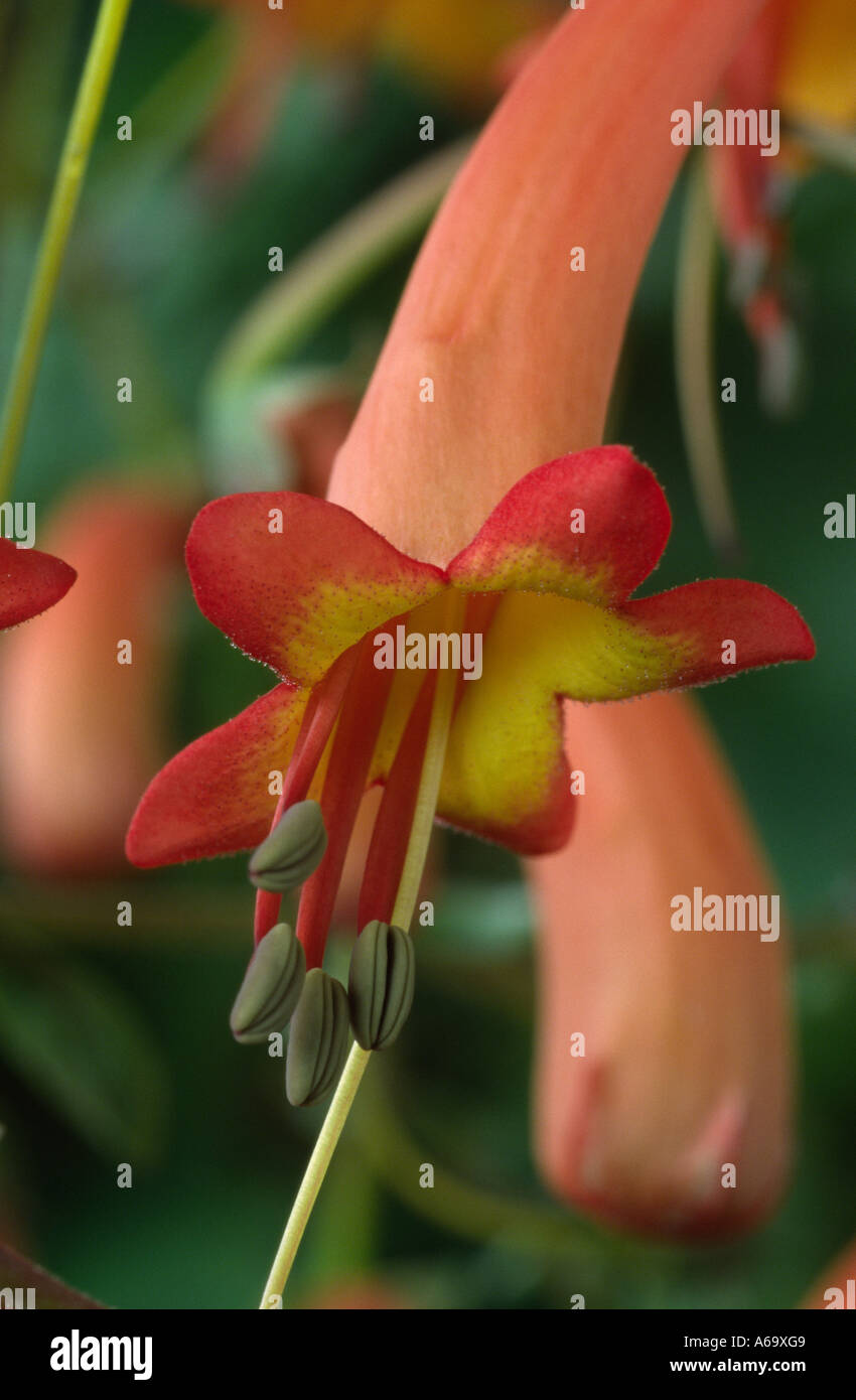 Phygelius x rectus 'Salmon Leap' AGM Stock Photo - Alamy