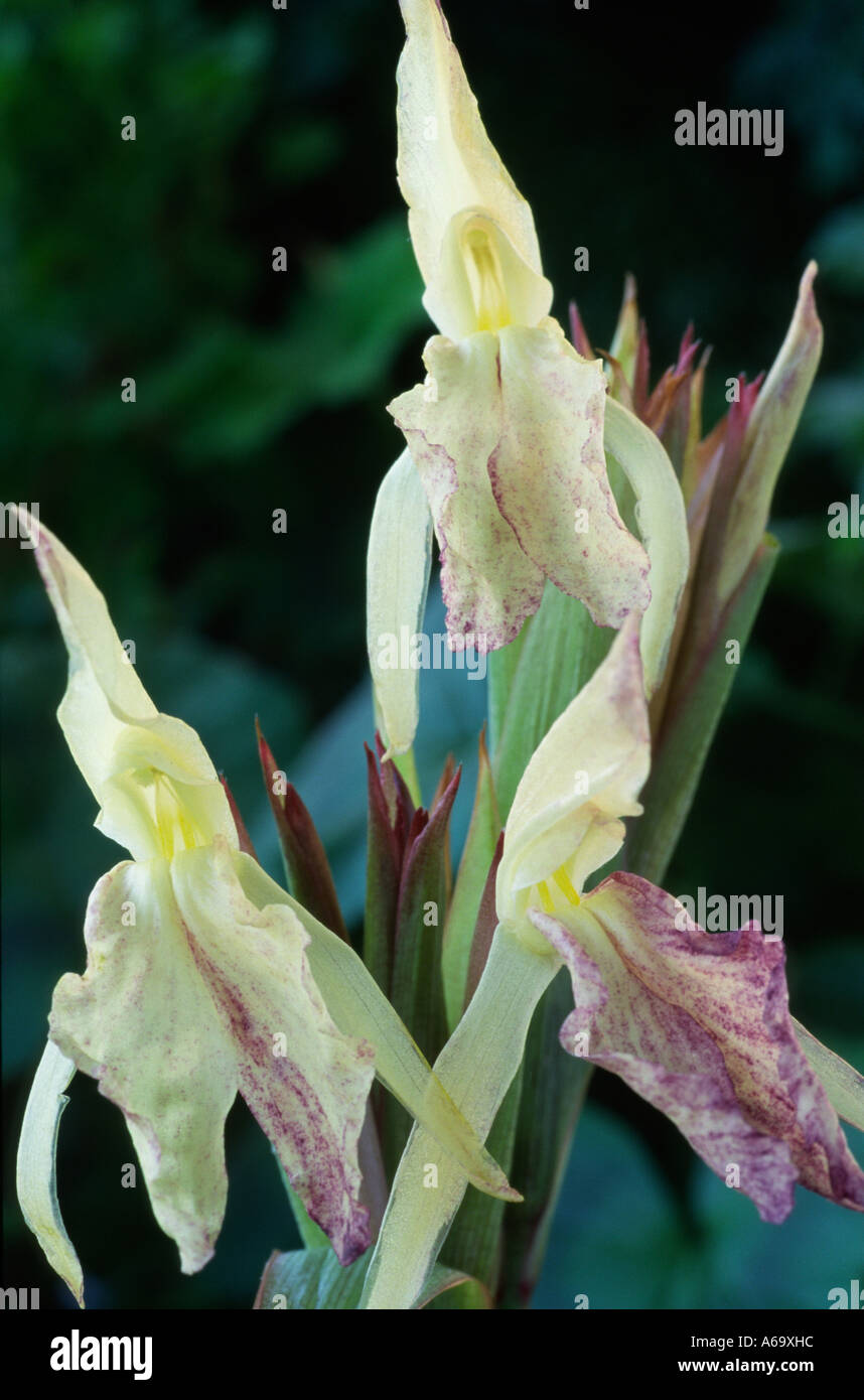 Roscoeas hi-res stock photography and images - Alamy