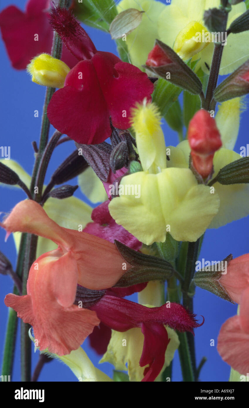 Salvia. Sage. Mixed colours Stock Photo - Alamy
