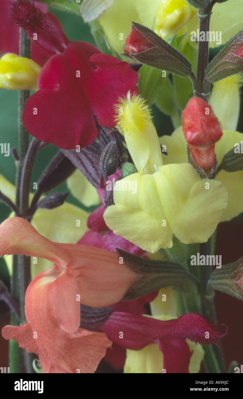 Salvia. Mixed colours Stock Photo - Alamy