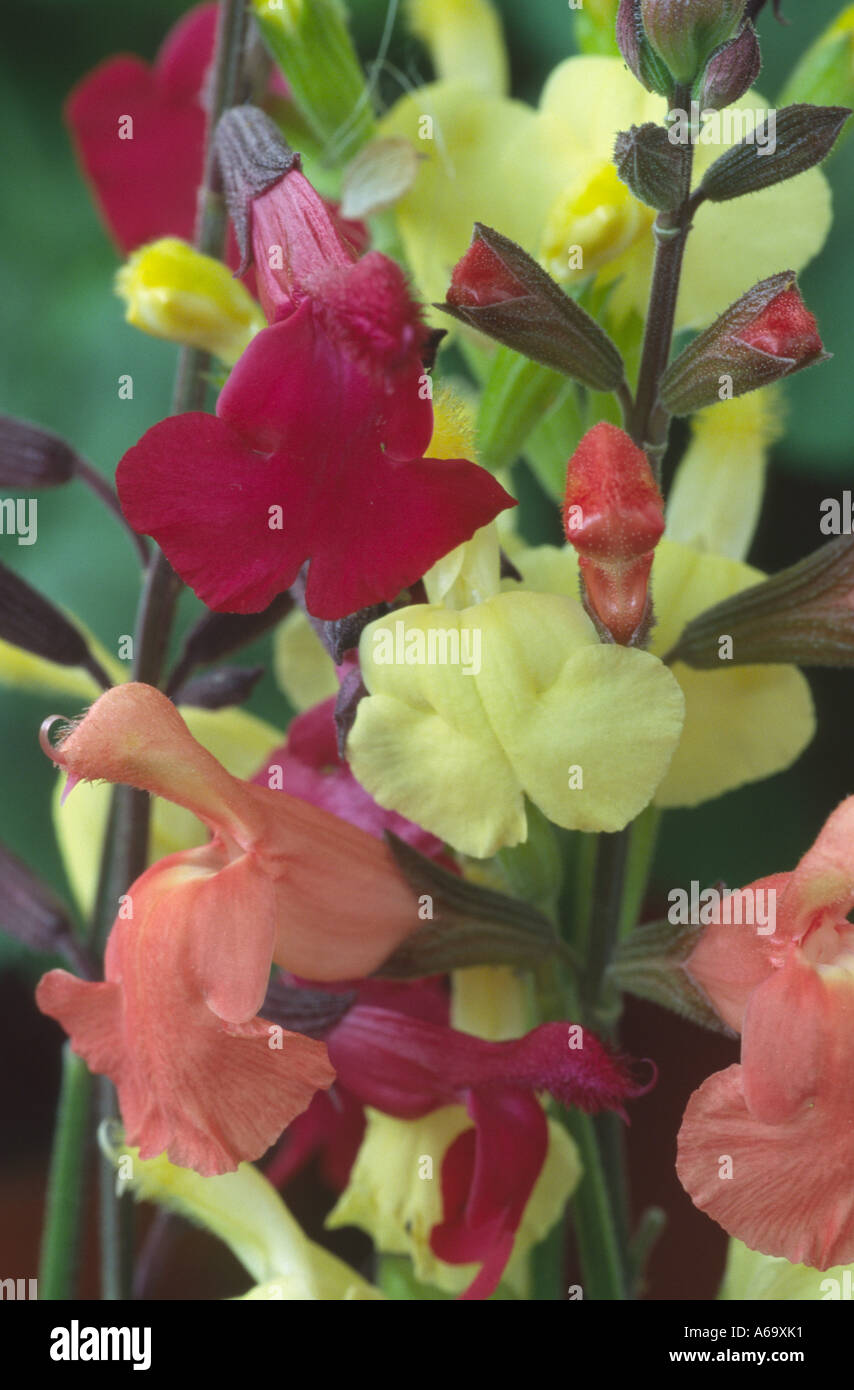 Salvia. Mixed colours Stock Photo - Alamy