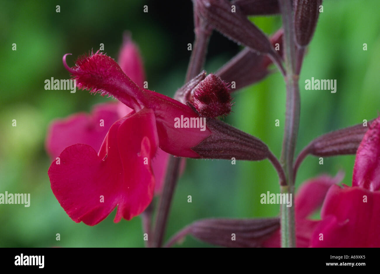 Salvia 'Raspberry Royale'. Sage Stock Photo - Alamy