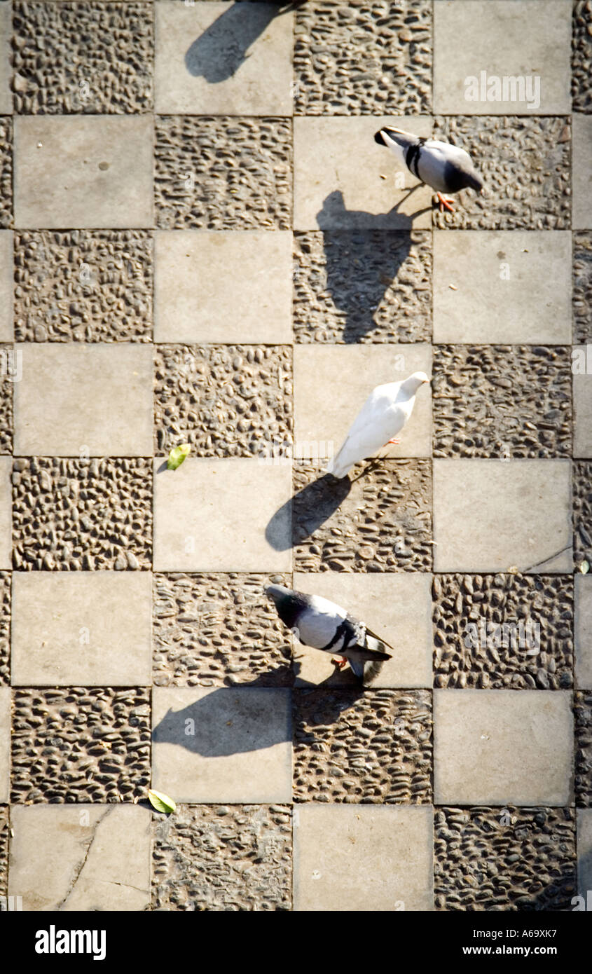 Pigeons square hi-res stock photography and images - Alamy
